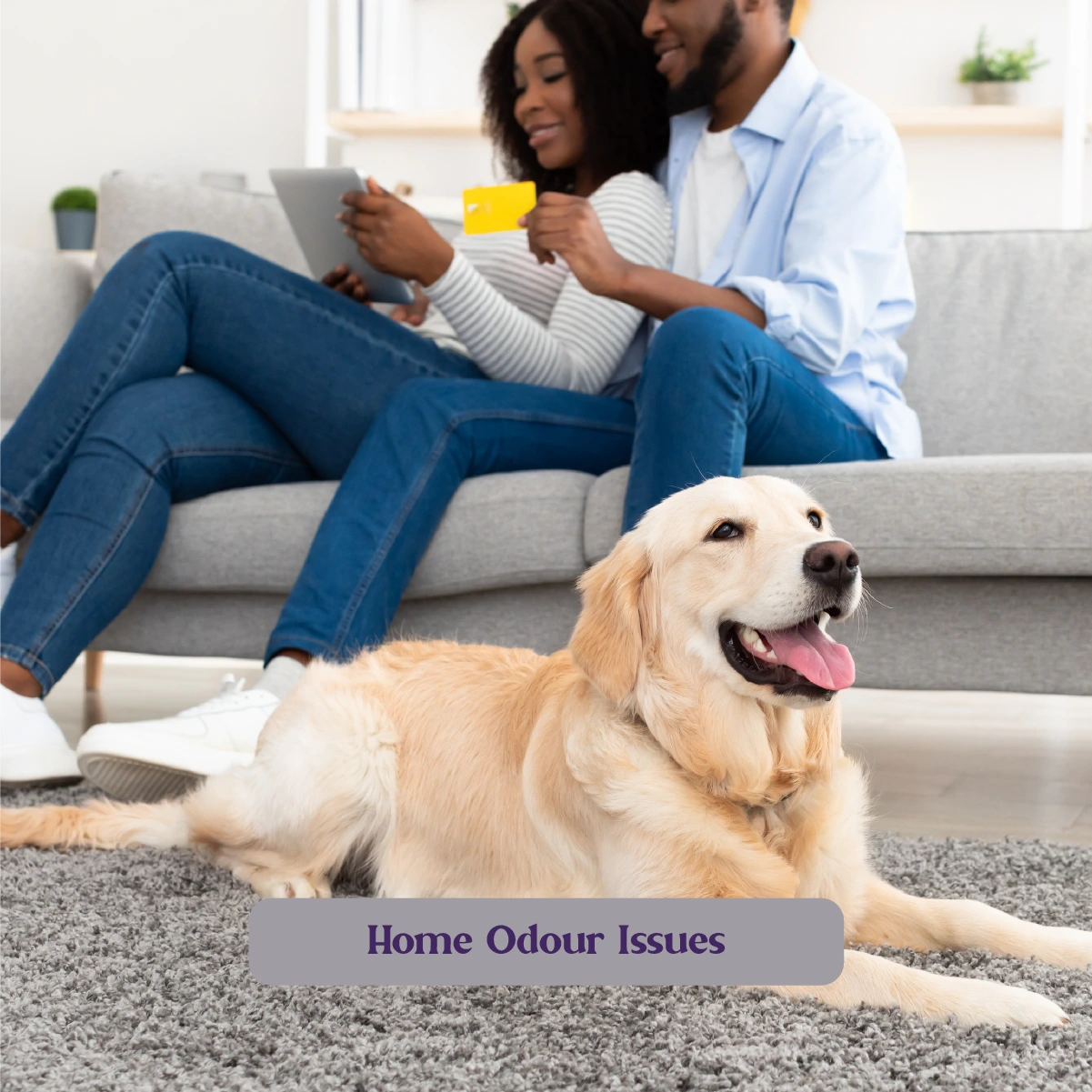 Pet Home Odour Issues | Using PowAir Pet Products