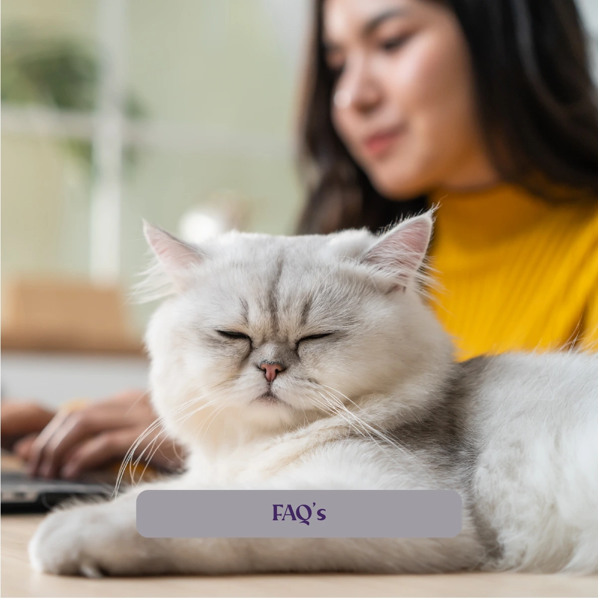 PowAir Pets FaQ's - PowAir Pets