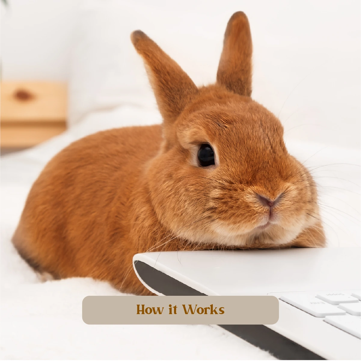 How PowAir Pets Works | Neutralise Pet Odours Effectively