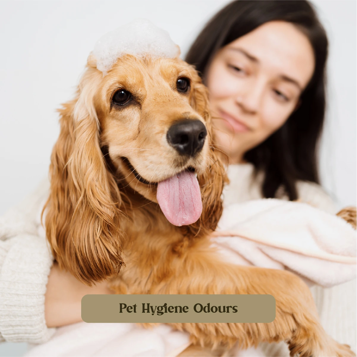 Pet Hygiene Odours | Using PowAir Pet Products