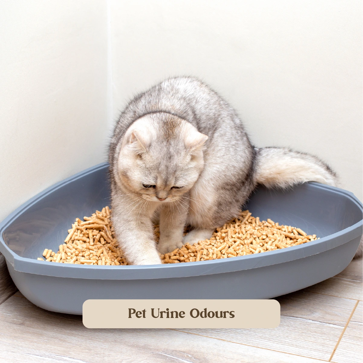 Pet Urine Odours | Using PowAir Pet Products
