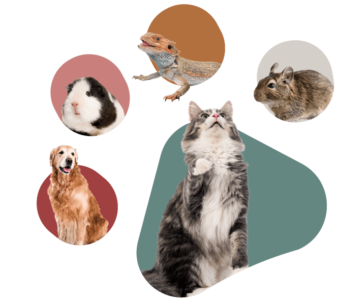 Using PowAir Pets | Eliminate Pet Odours Quickly & Easily